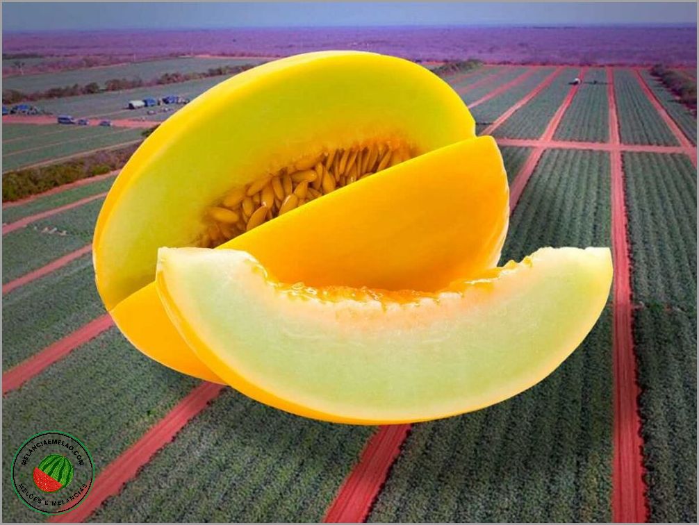 Bariso melao e figo - uma deliciosa combinação para saborear no verão ...